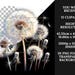 Translucent Dandelion Clipart Collection • Dandelion Overlays ...