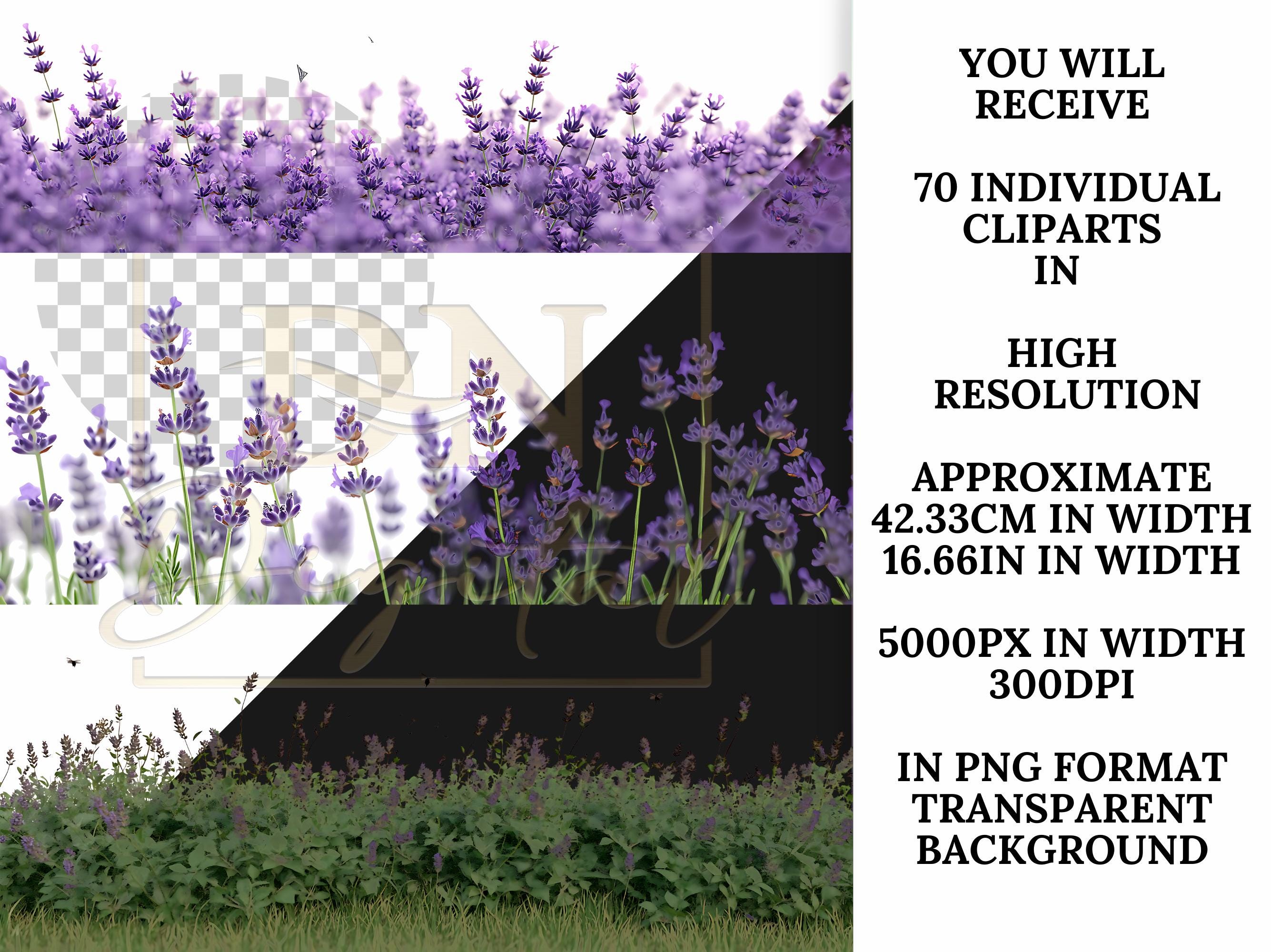 70 Lavender Overlays/clipart Collection • Natural Flowers Clip Art ...