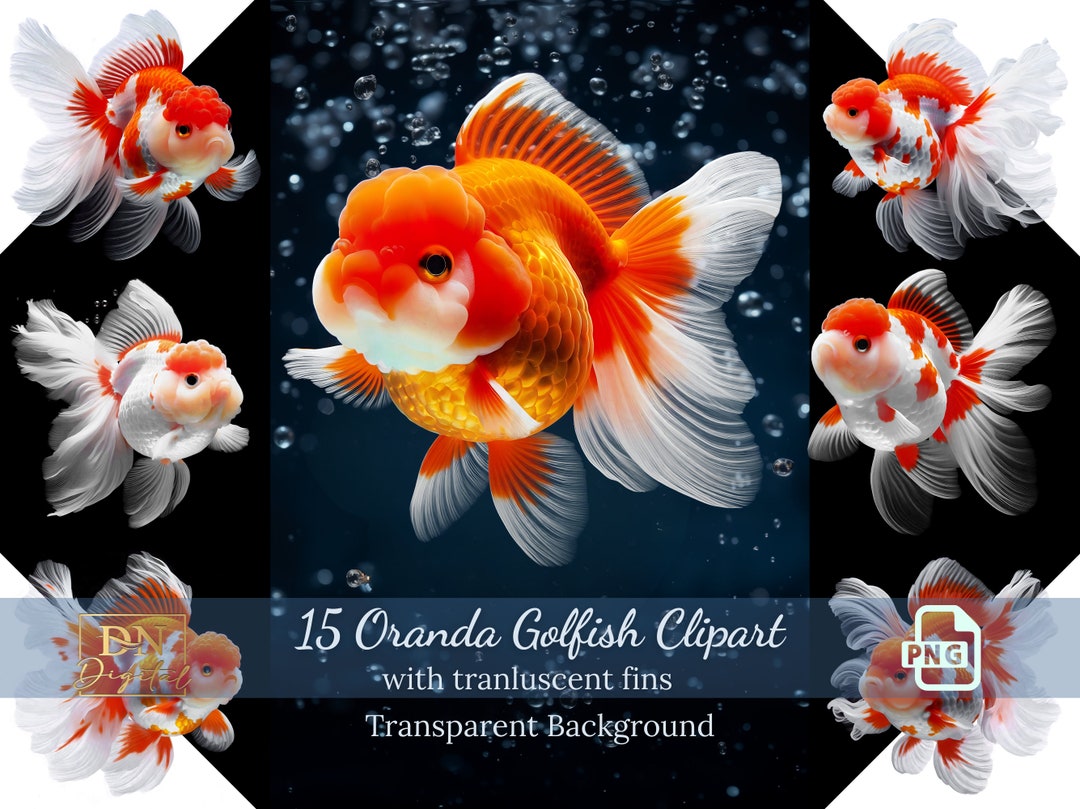 Oranda Goldfish With Translucent Fins Clipart Collection • Fancy ...