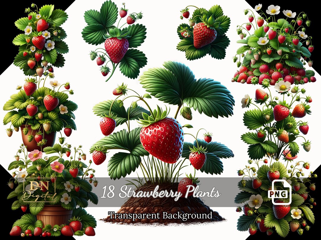 18 Strawberry Plants Clipart Collection With Free Commercial License ...