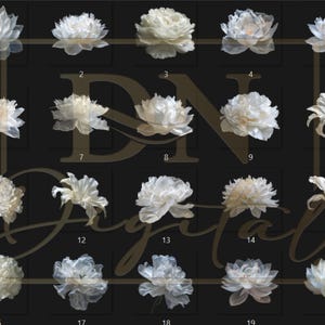 40 White Flowers Overlays/clipart Collection With Free Commercial ...
