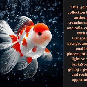 Oranda Goldfish With Translucent Fins Clipart Collection • Fancy ...