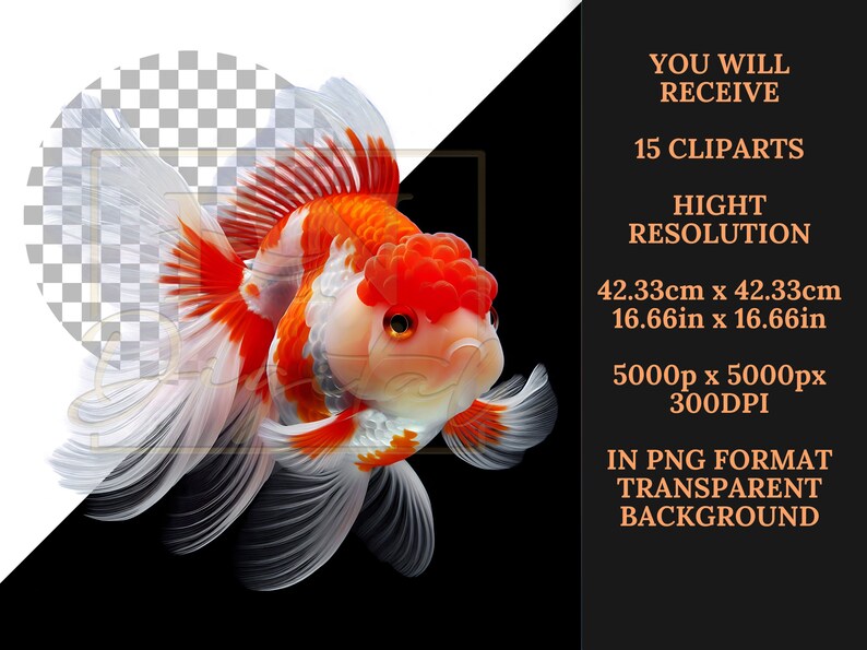 Oranda Goldfish With Translucent Fins Clipart Collection Fancy Goldfish ...