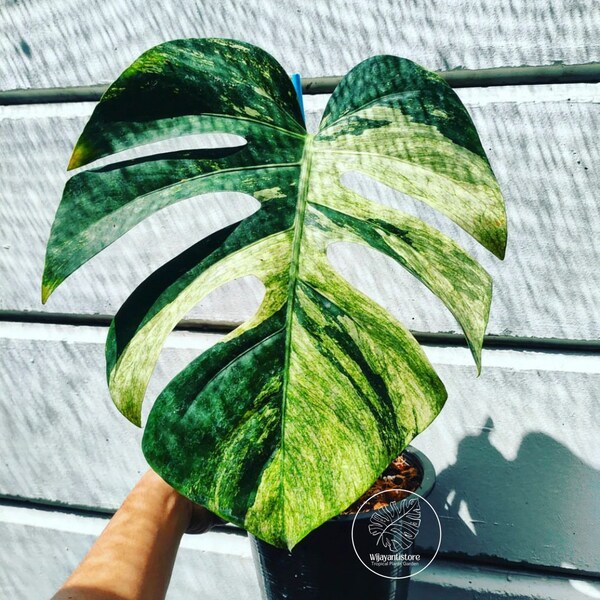 Monstera Mint - Etsy
