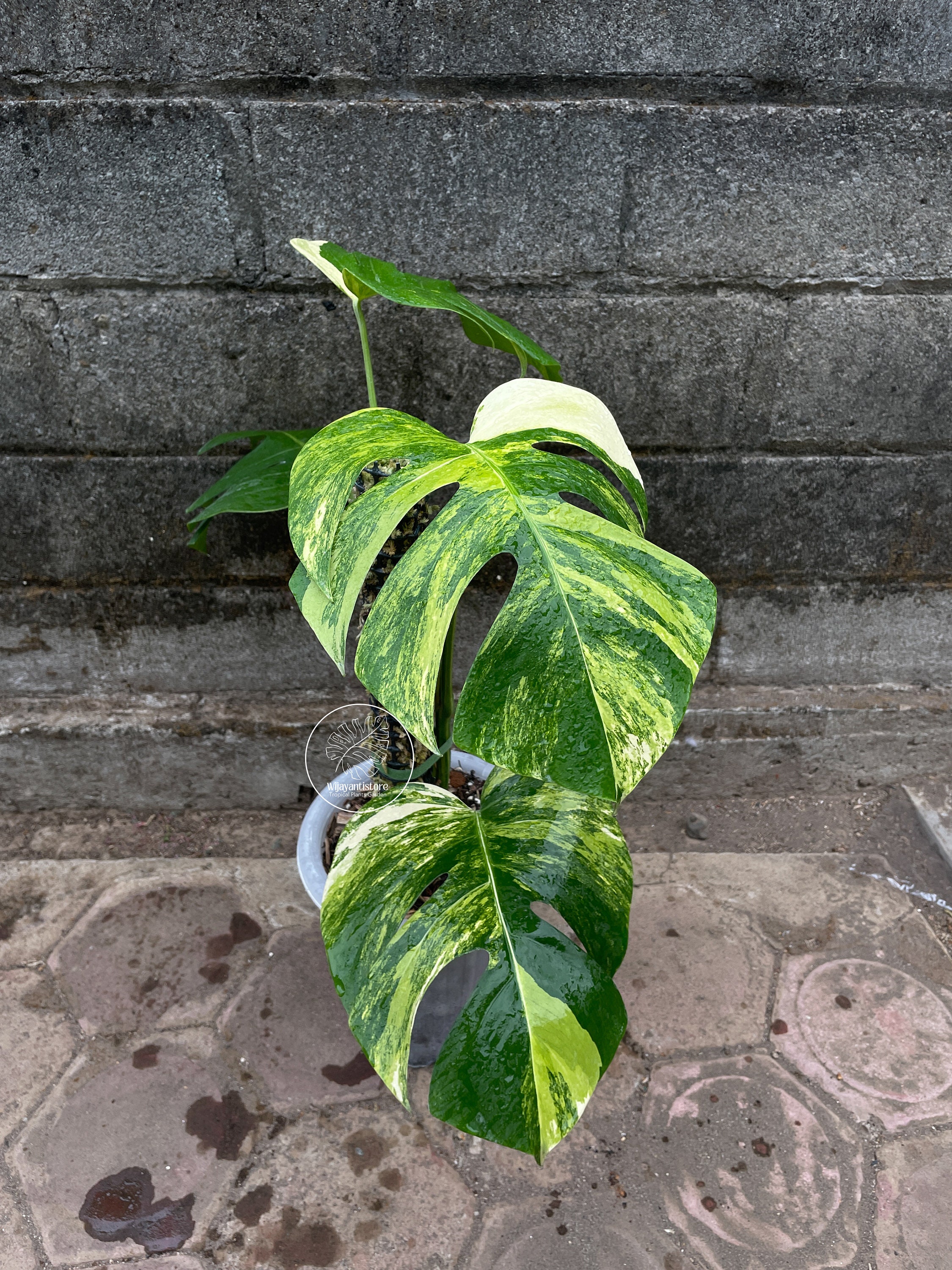 Monstera Aurea Tricolor Marmorata Variegated Real Picture - Etsy