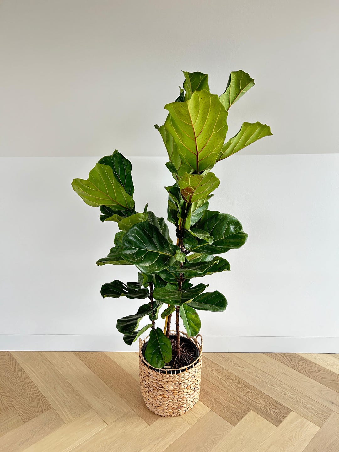 Fiddle Leaf Fig (ficus Lyrata) Indoor Plant 30cm Pot/1.2m Tall - Etsy ...