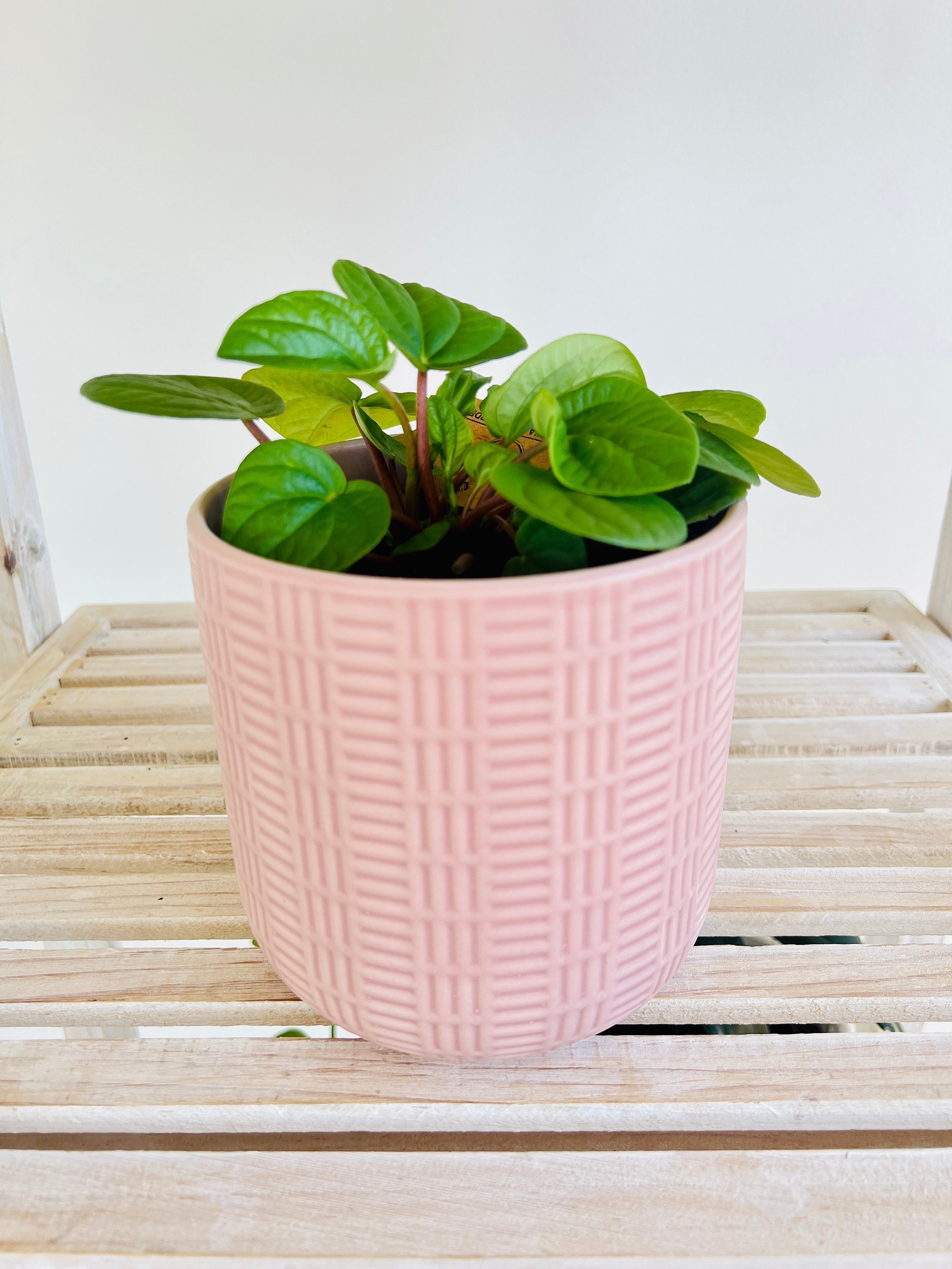 Blush Pink Pattern Ceramic Plant Pot for Indoor Plant 12cm Boho Chic ...