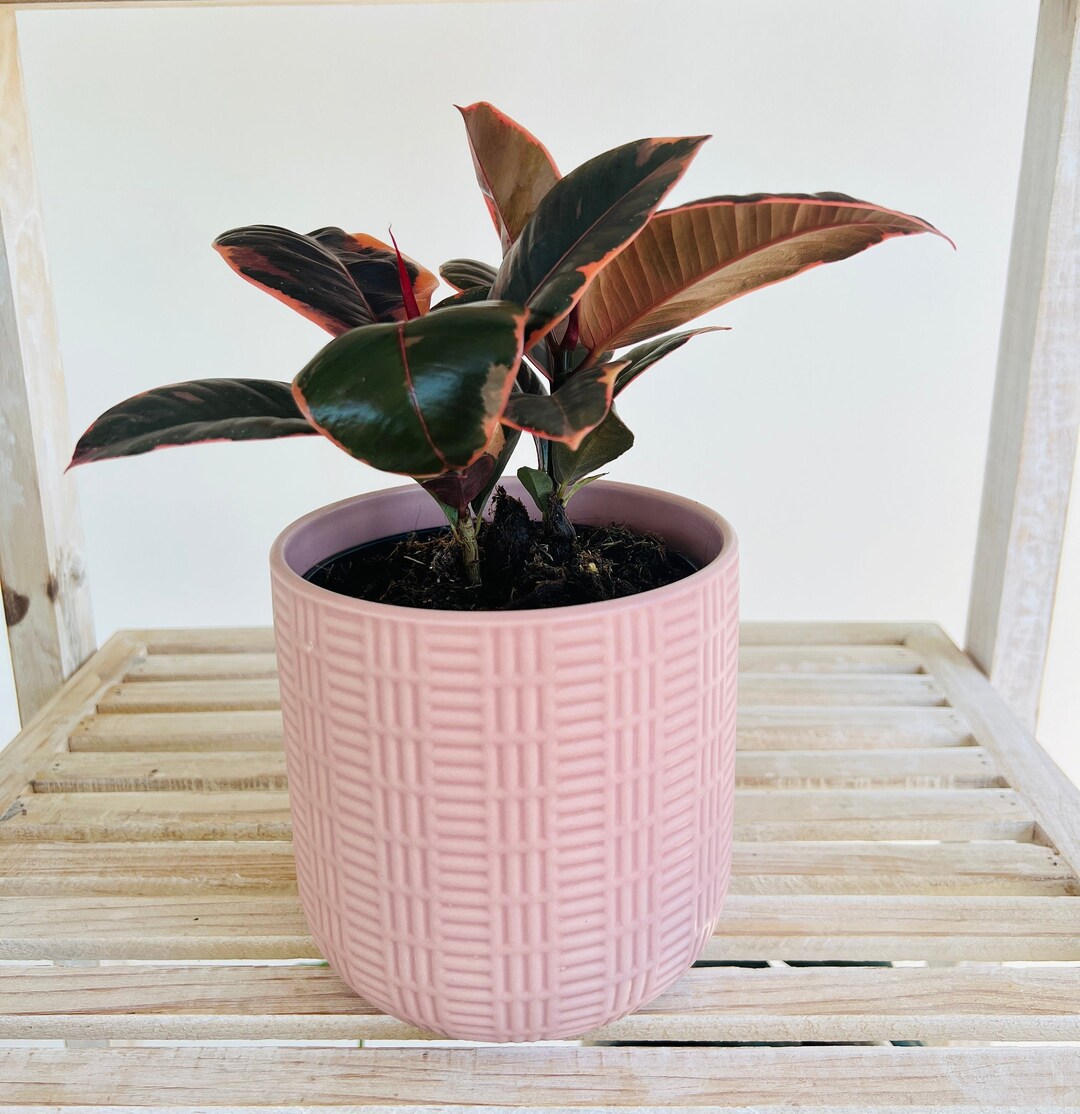 Blush Pink Pattern Ceramic Plant Pot for Indoor Plant 12cm Boho Chic ...
