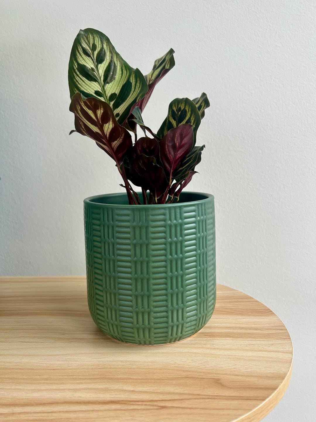 Olive Green Pattern Ceramic Plant Pot for Indoor Plant 12cm Boho Chic ...