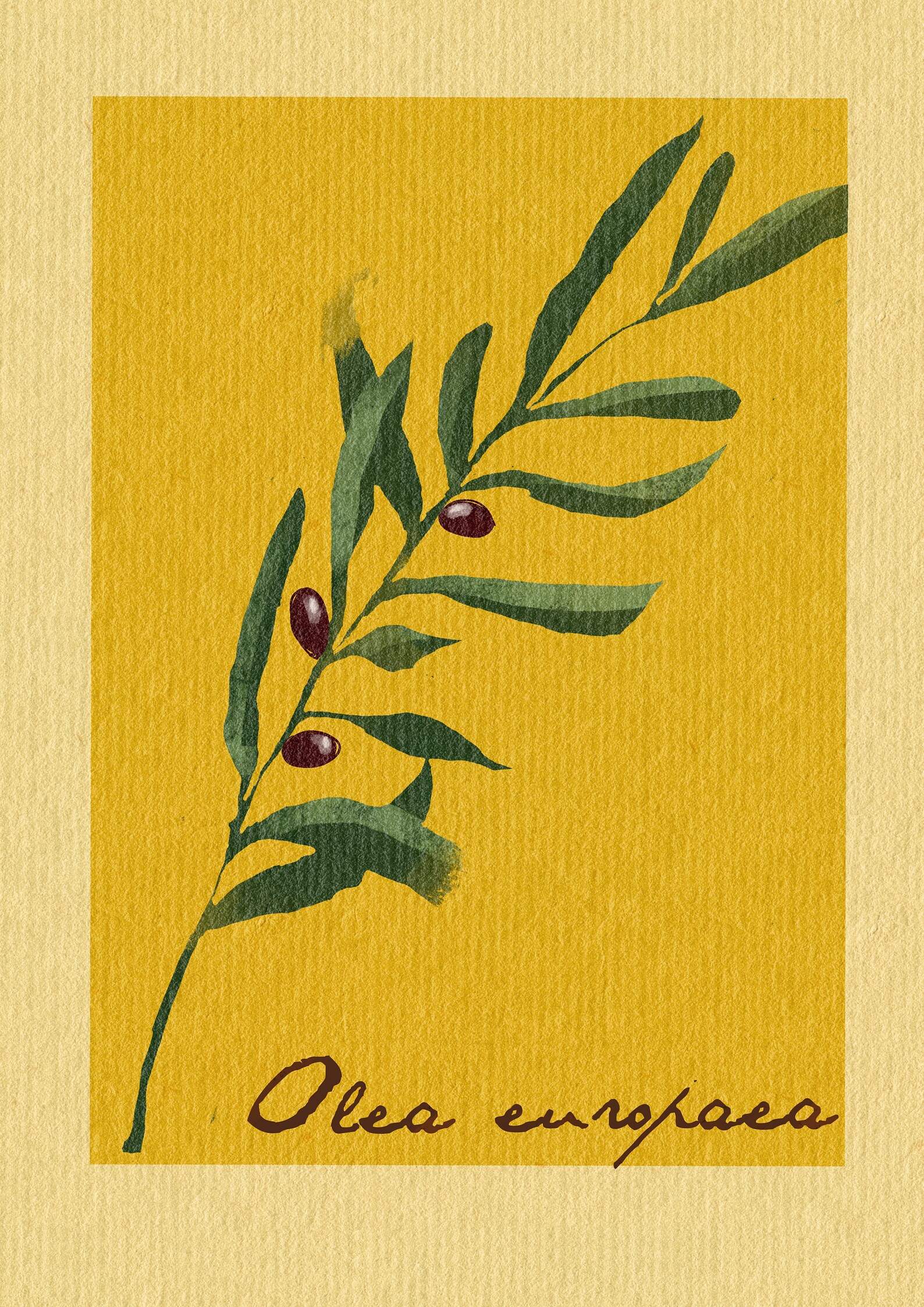 Olive Branch Poster, Perfect for Kitchen and Living Room. A3 and A4 ...