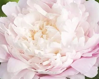 Peony With Tuber - Etsy Australia