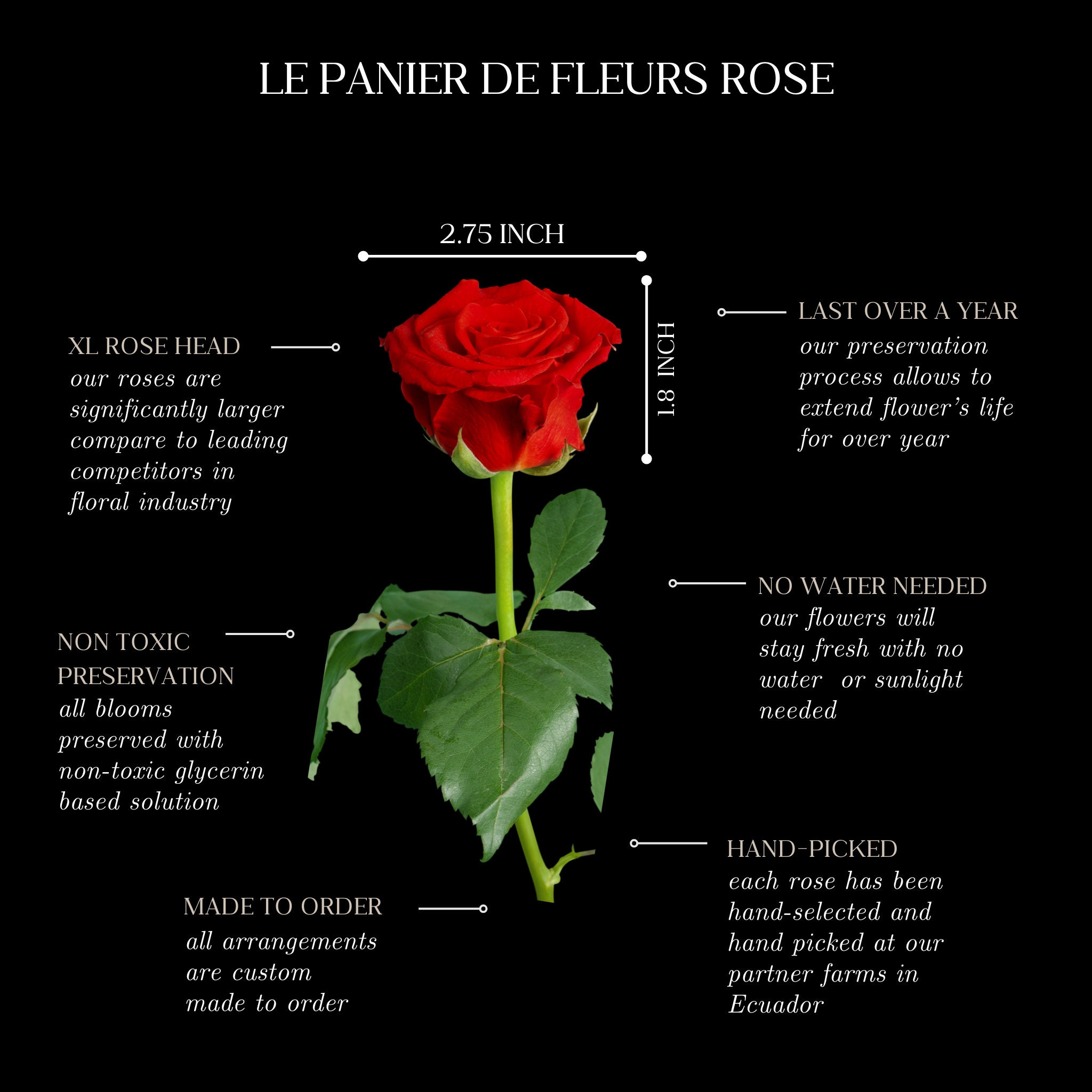Friendship Single Rose Gift With Photos, Premium Real Preserved ...