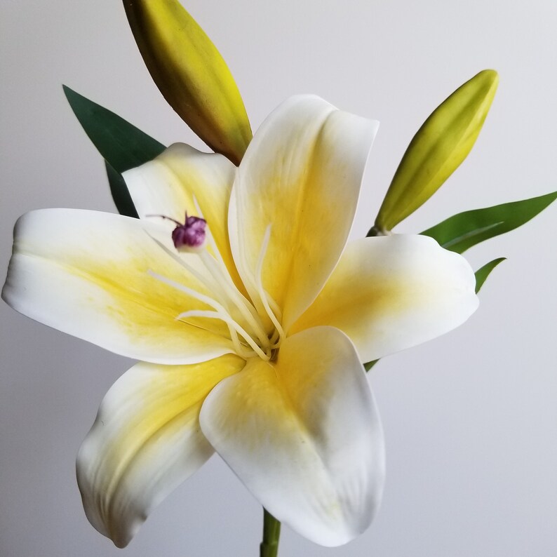 Single Bloom Yellow Fade Day Lily - Etsy