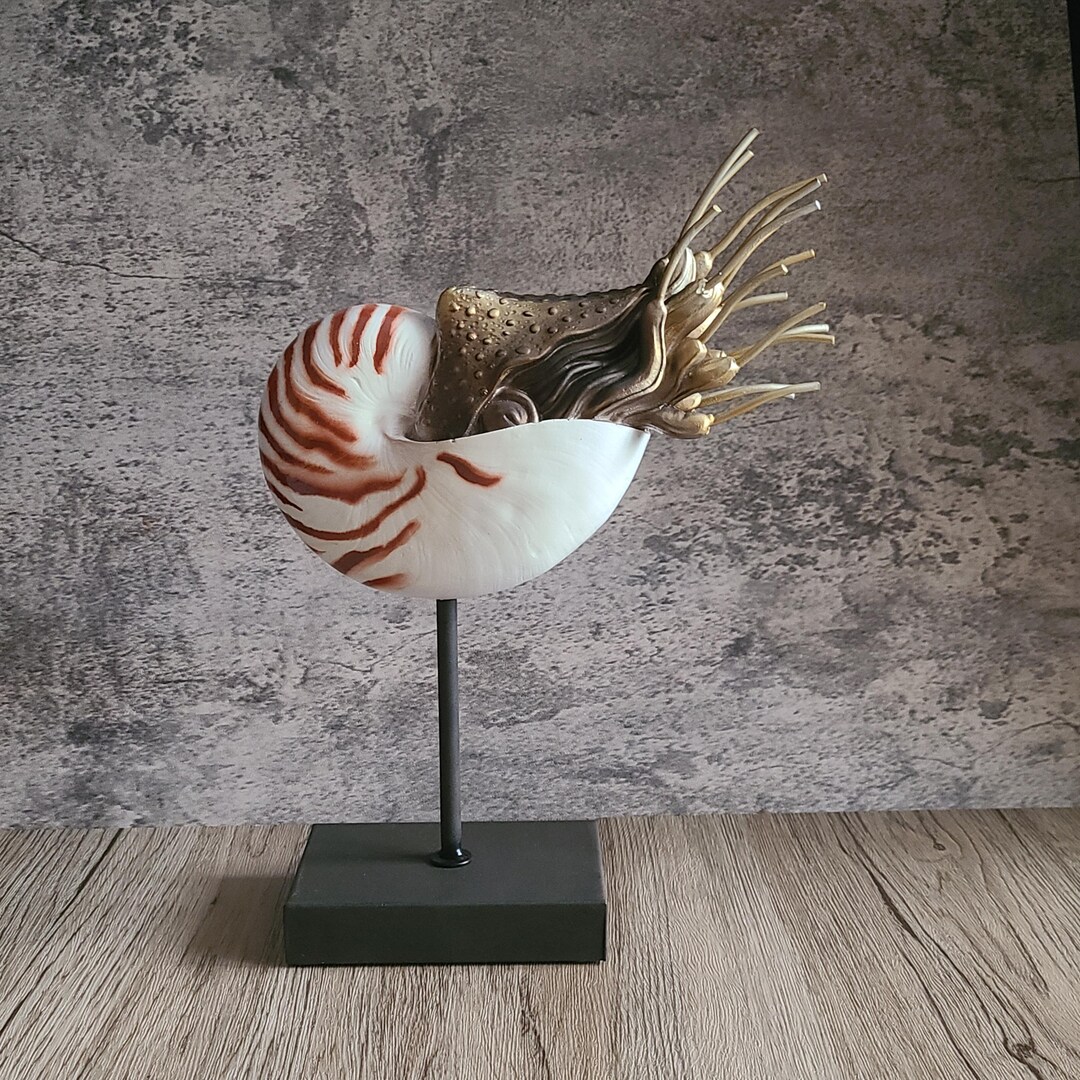 Nautilus Specimen Art - Etsy