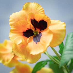 Amber Vibrant Pansy Spray - Etsy