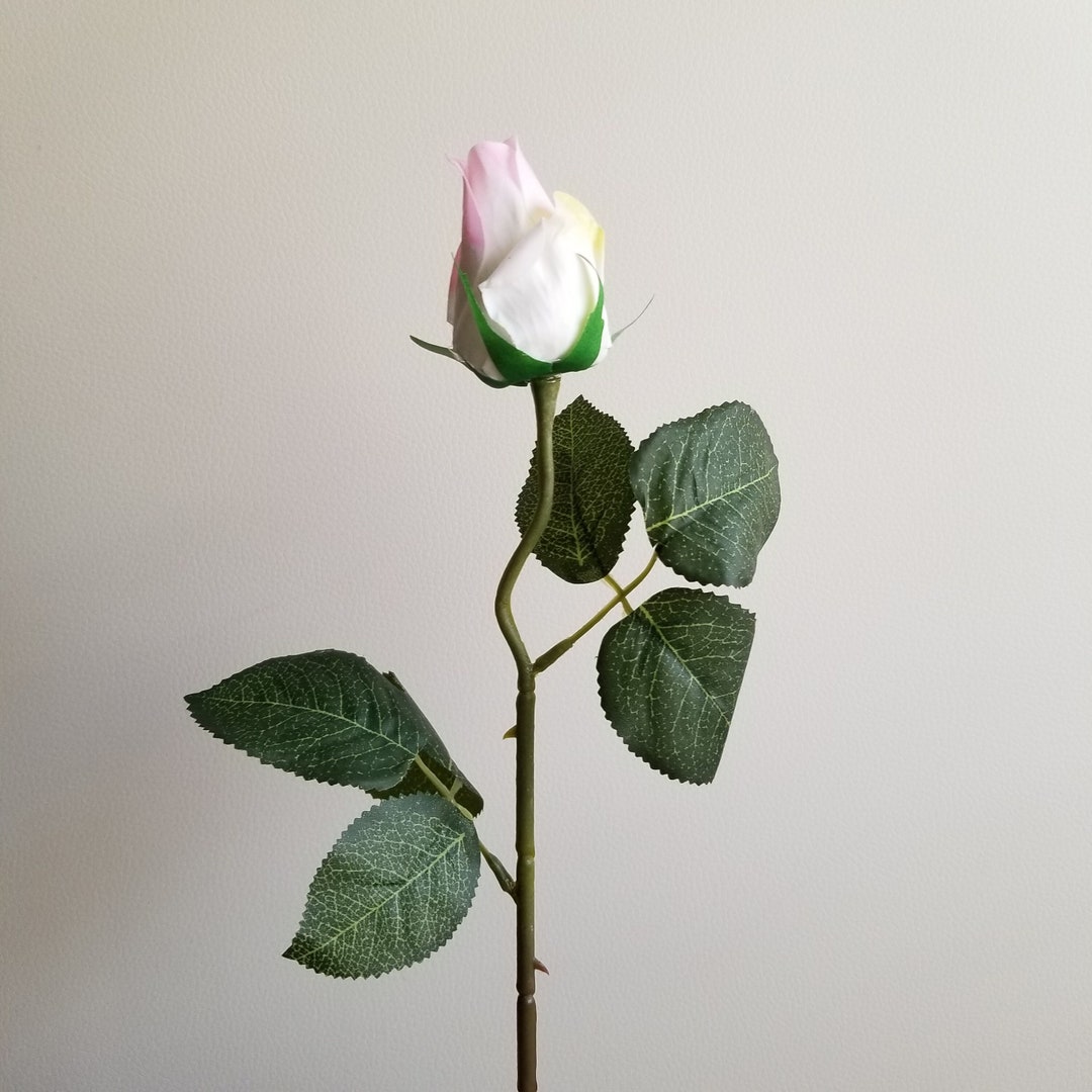Pink-tipped White Long-stemmed Rose - Etsy