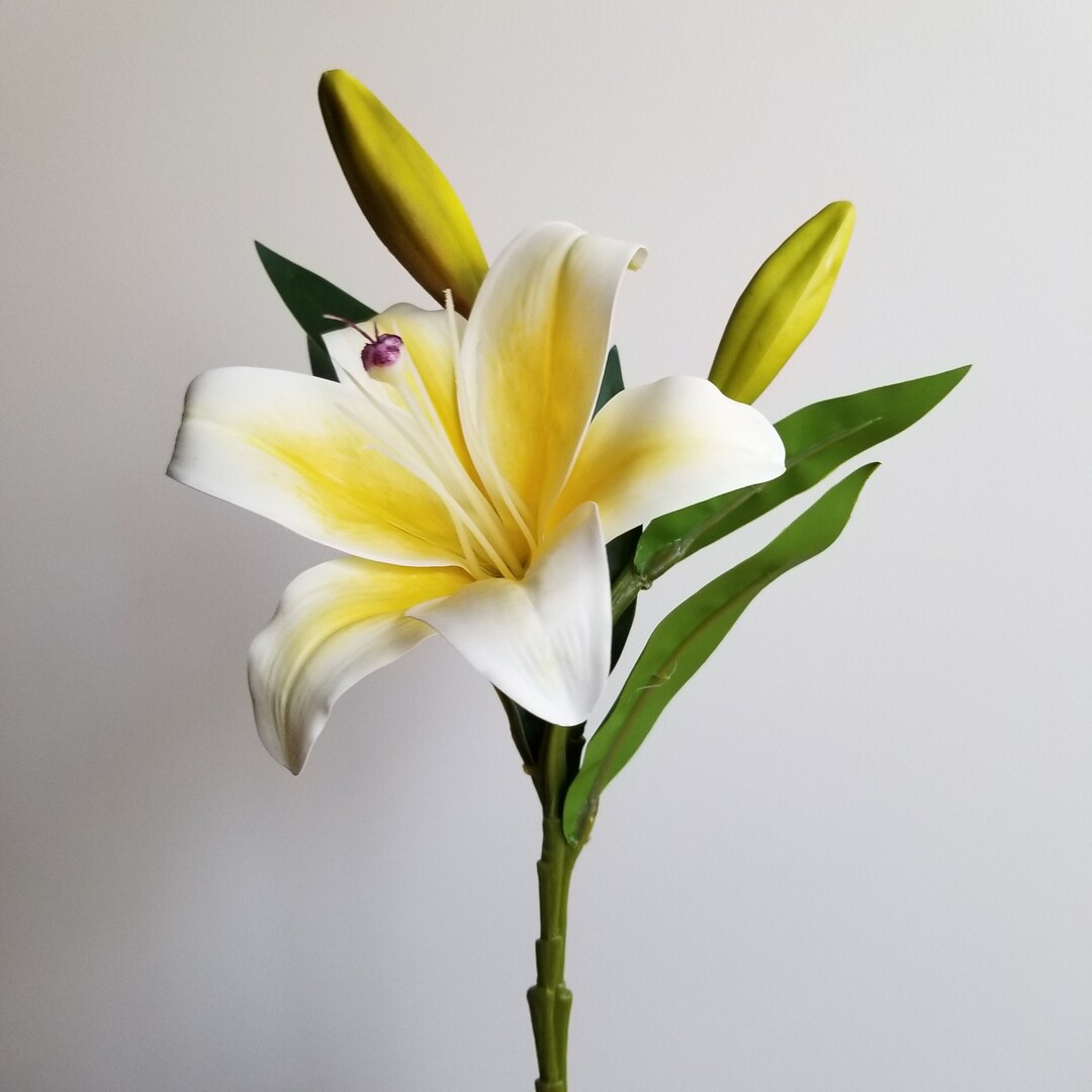 Single Bloom Yellow Fade Day Lily - Etsy