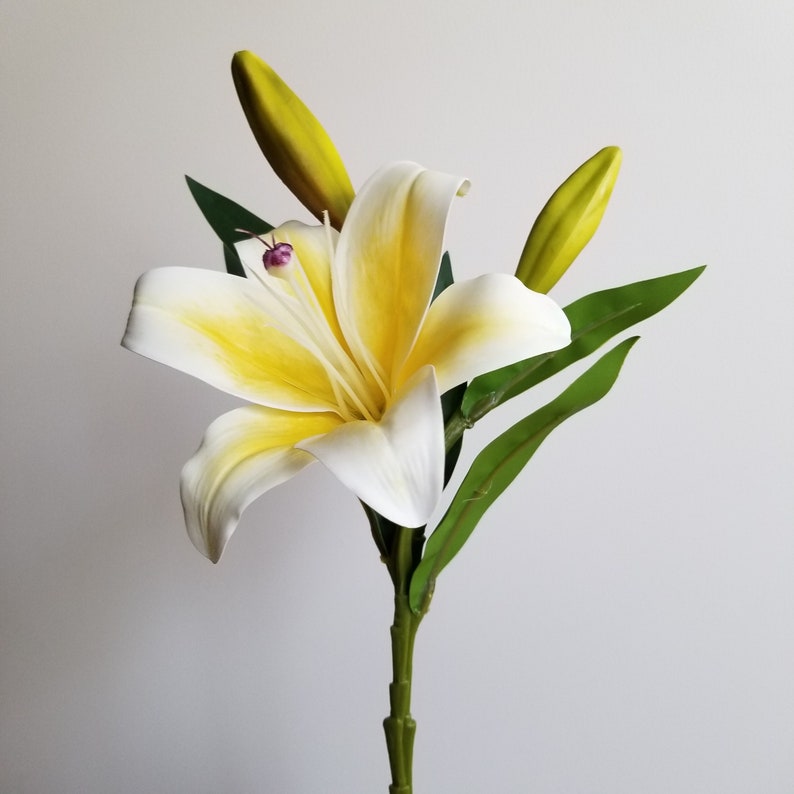 Single Bloom Yellow Fade Day Lily - Etsy