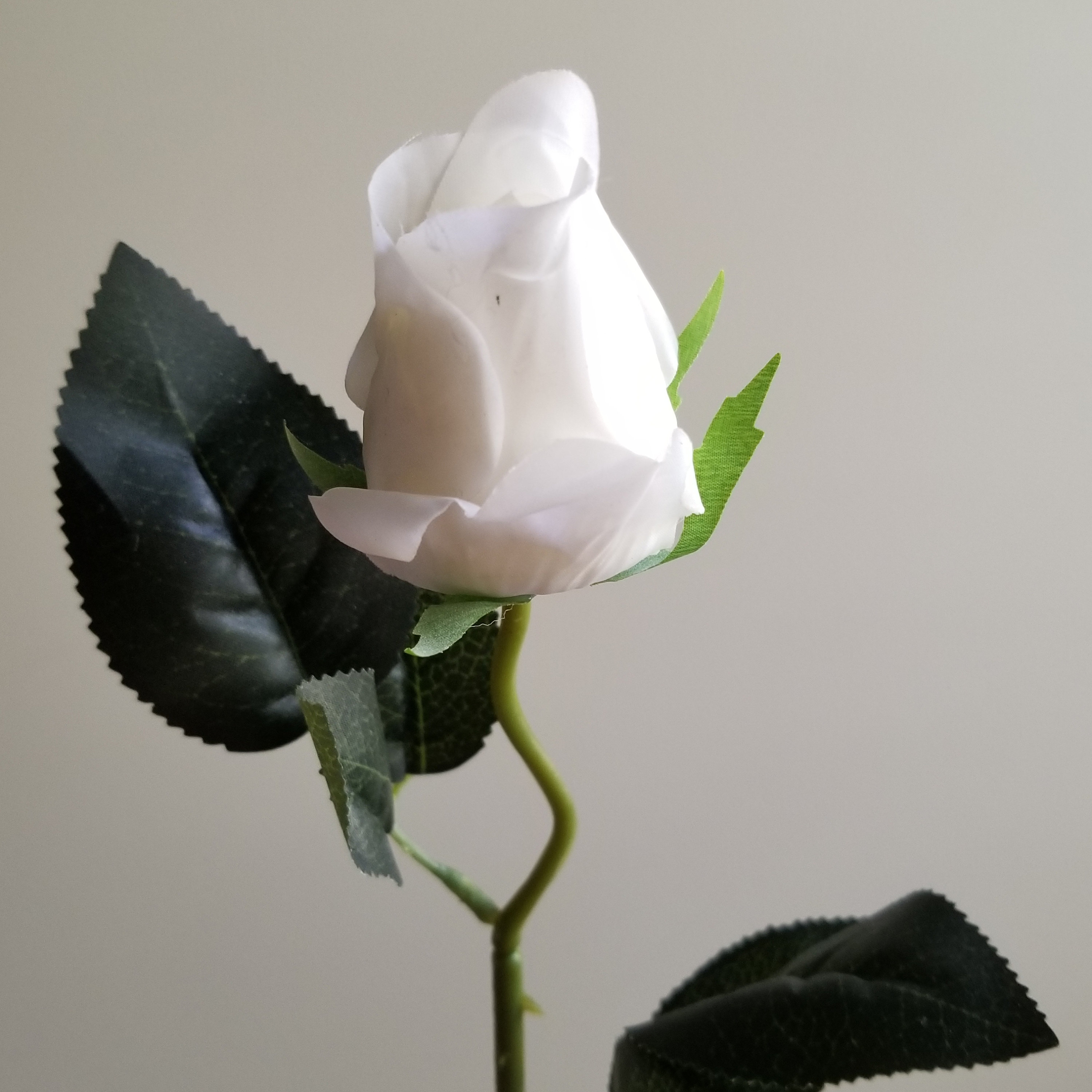 White Long-stemmed Rose - Etsy