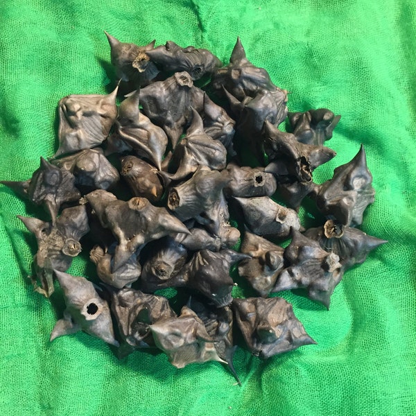Bat Taxidermy - Etsy