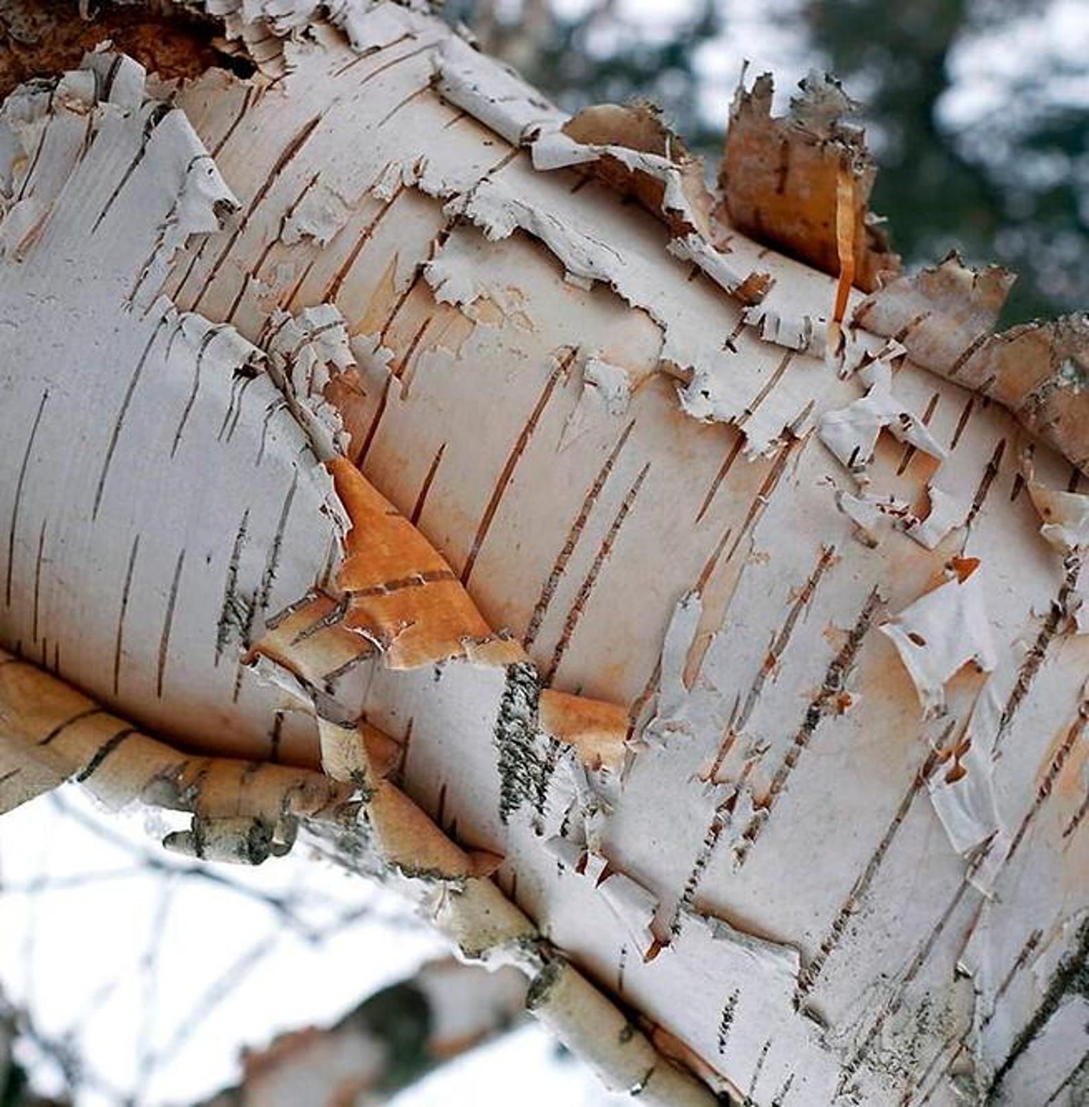 Natural Birch Tree Bark for Crafting, DIY Projects, and Rustic Home ...