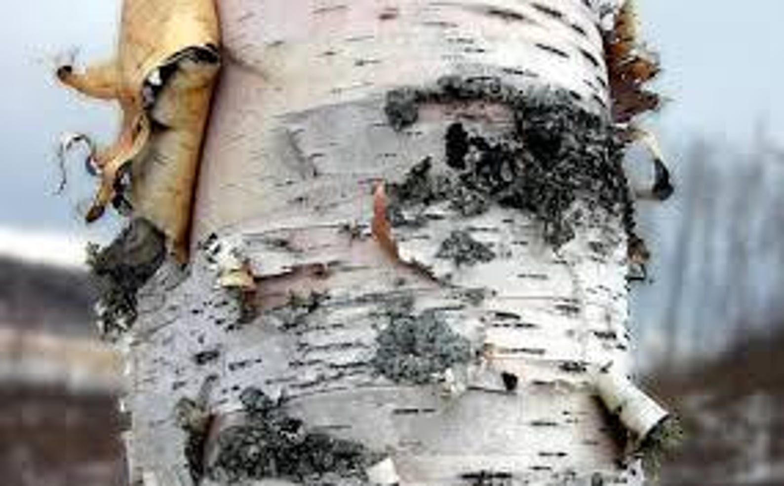 Natural Birch Tree Bark for Crafting, DIY Projects, and Rustic Home ...