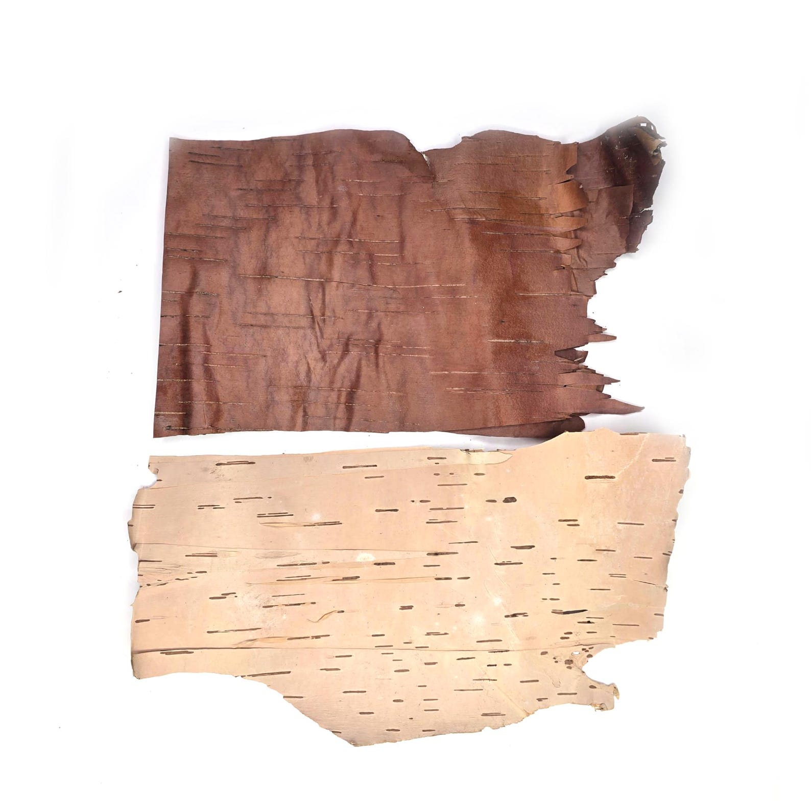 Natural Birch Tree Bark for Crafting, DIY Projects, and Rustic Home ...