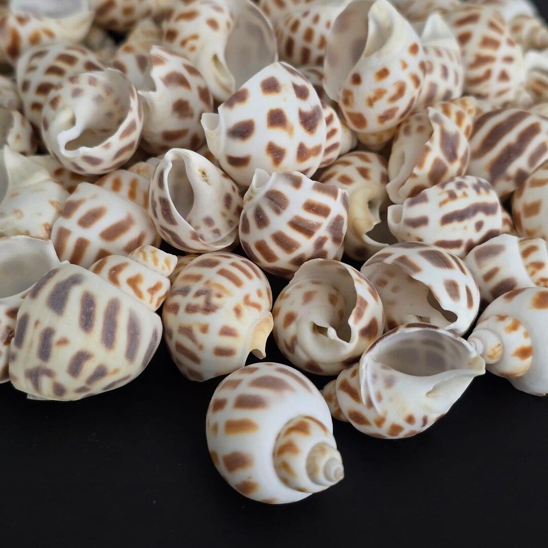 Babylon Shells "babylonia Areolata" Sea Shells for Crafting – 25 / 50 ...