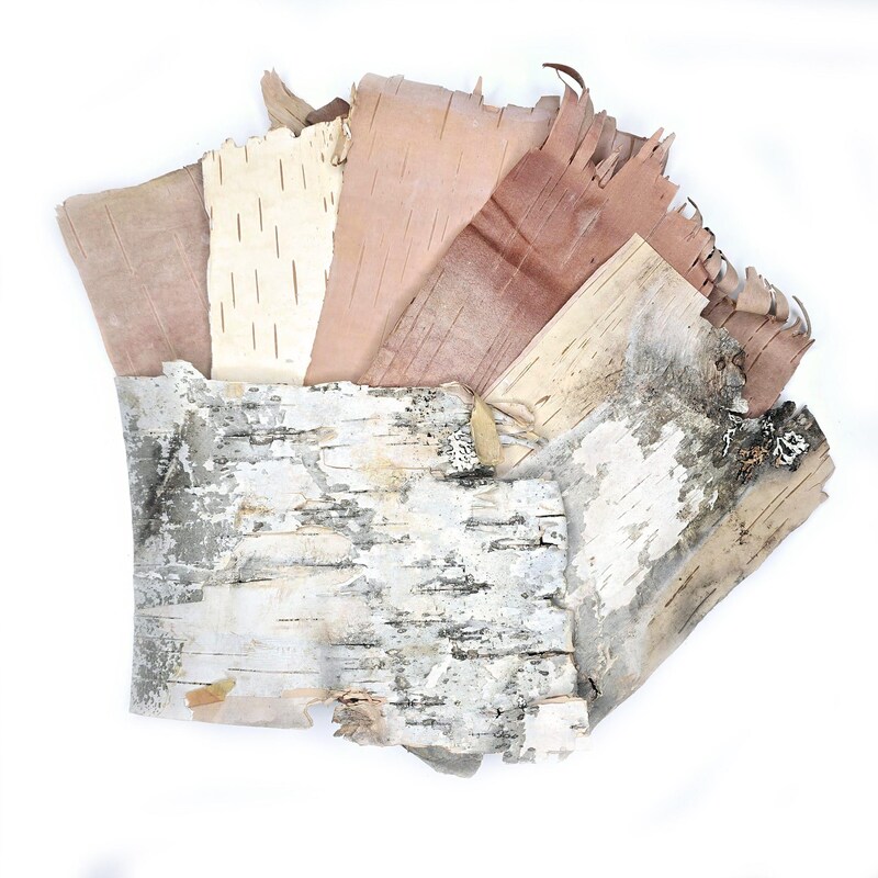 Birch Bark Sheets - Etsy