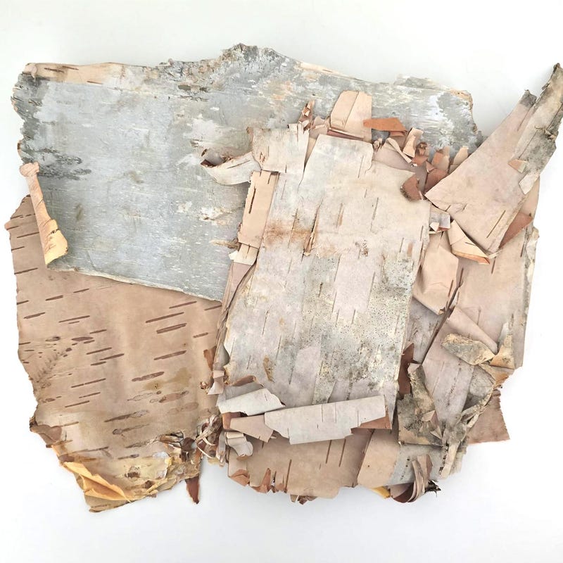 Birch Bark Sheets - Etsy