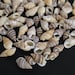 Medium Conch Sea Shells for Crafting, Resin Molds and Art Projects ...
