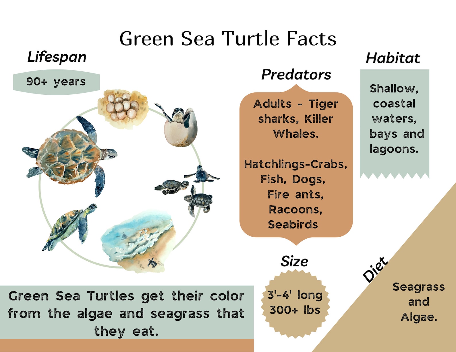 Green Sea Turtle Facts, Reptile Facts, Sea Life Facts, Turtle Facts - Etsy