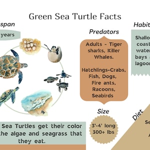 Green Sea Turtle Facts, Reptile Facts, Sea Life Facts, Turtle Facts - Etsy