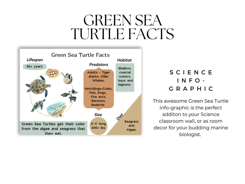 Green Sea Turtle Facts, Reptile Facts, Sea Life Facts, Turtle Facts - Etsy