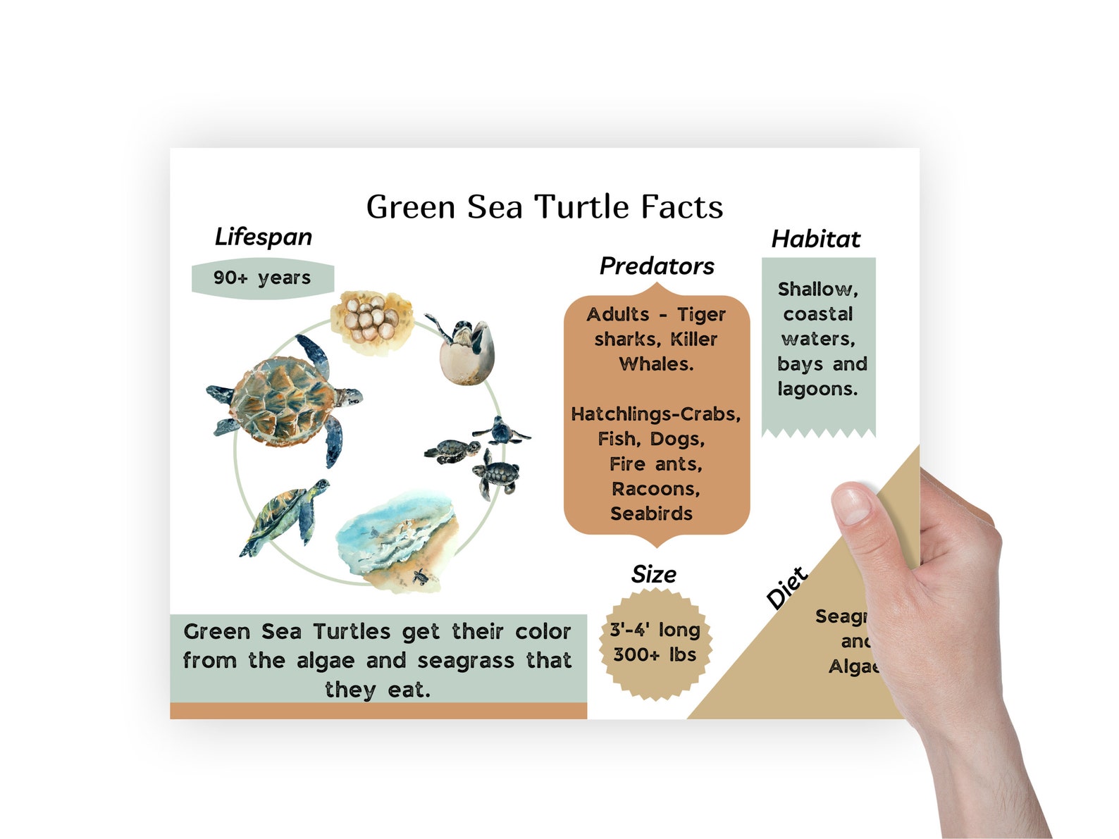 Green Sea Turtle Facts, Reptile Facts, Sea Life Facts, Turtle Facts - Etsy