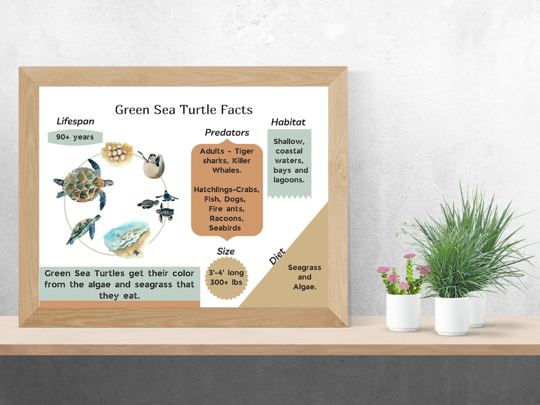 Green Sea Turtle Facts, Reptile Facts, Sea Life Facts, Turtle Facts - Etsy