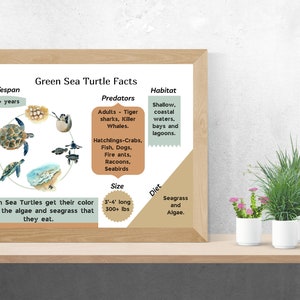 Green Sea Turtle Facts, Reptile Facts, Sea Life Facts, Turtle Facts - Etsy