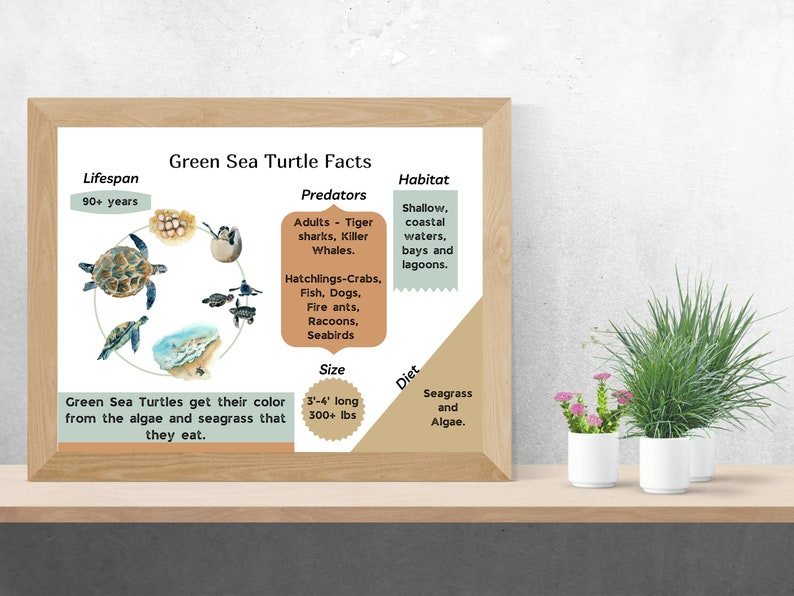 Green Sea Turtle Facts, Reptile Facts, Sea Life Facts, Turtle Facts - Etsy