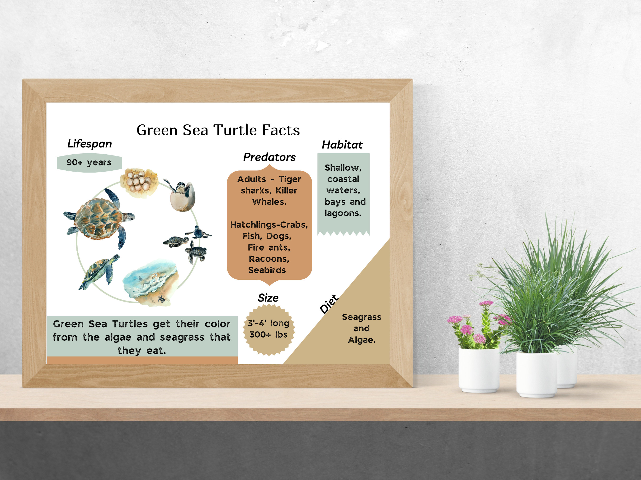 Green Sea Turtle Facts, Reptile Facts, Sea Life Facts, Turtle Facts - Etsy