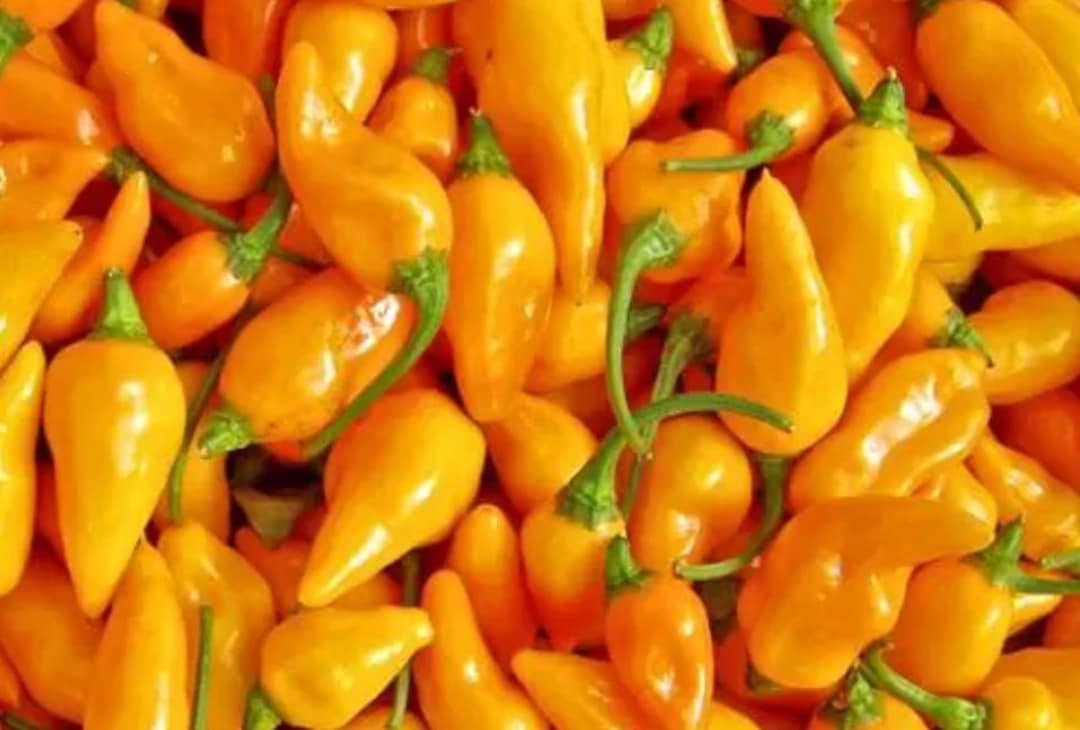 Datil Pepper, Pepper Seeds, Unique Pepper Seedsn 30+ Seeds - Etsy