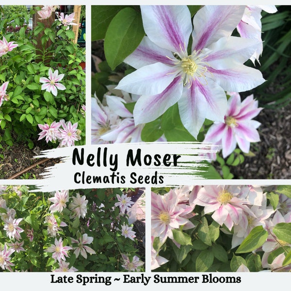 Clematis - Etsy
