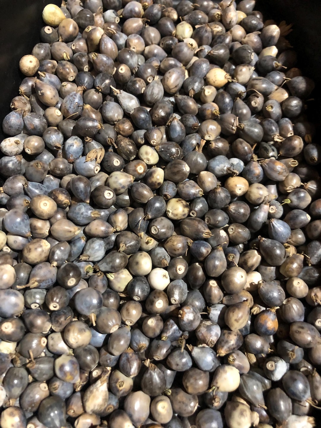 Job's Tears, Natures Beads, Seeds, Natural Jewelry, Rosary Beads ...