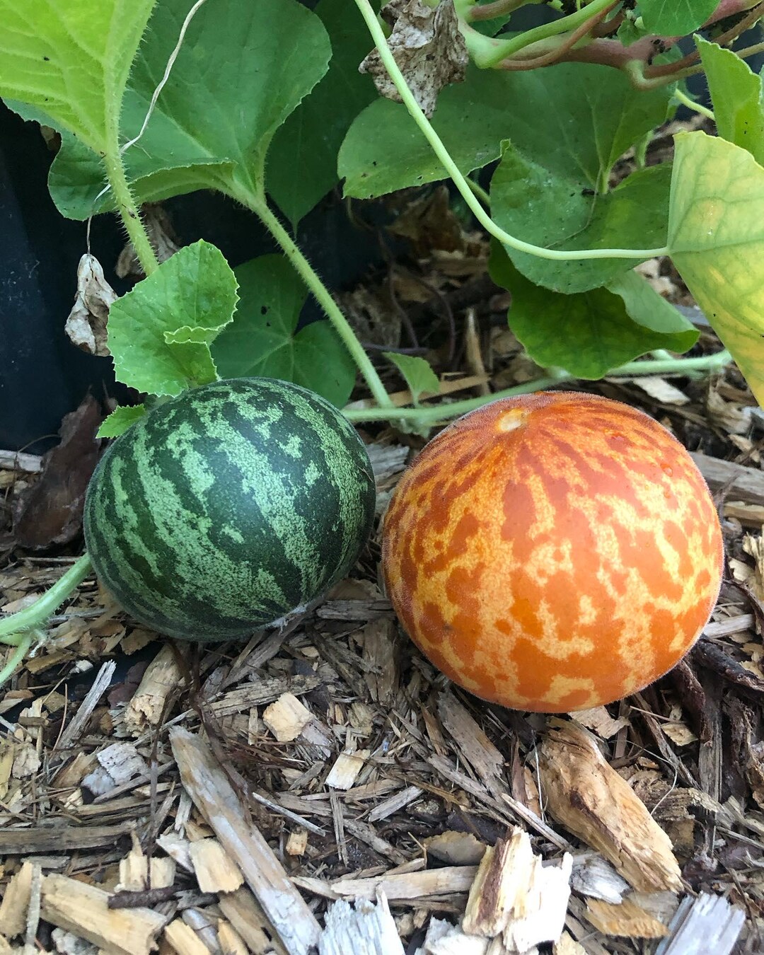 Tigger Melon, Unique Rare Melon Seed, High Yield Melon, Garden Seeds ...