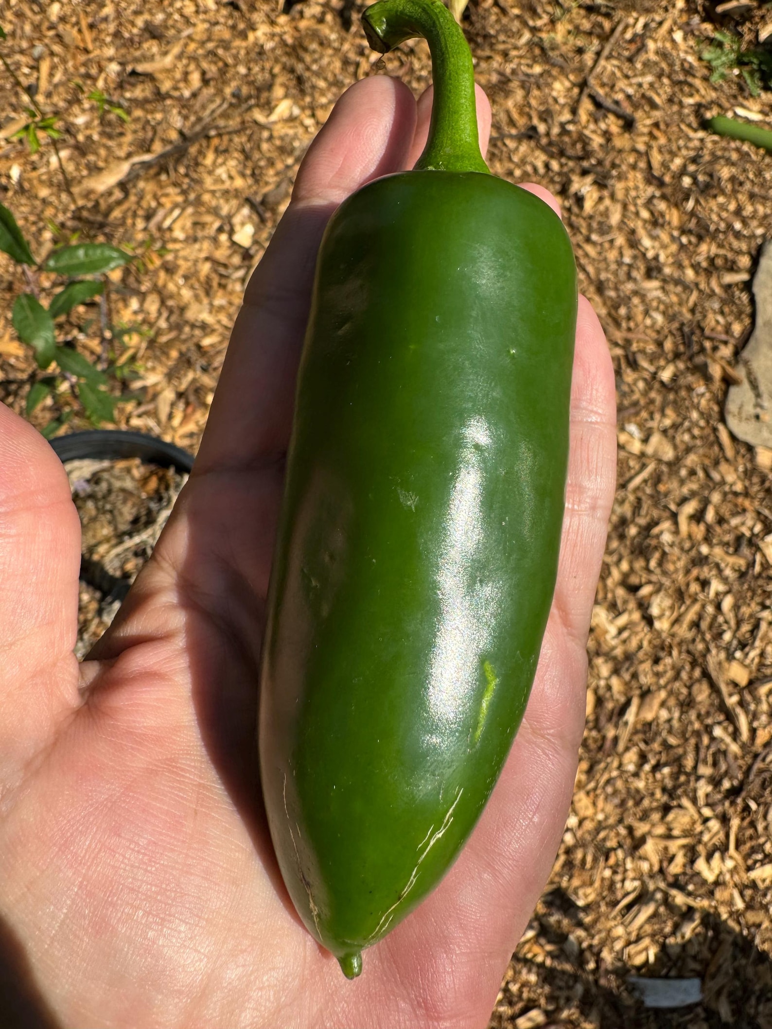 GIANT Jalapeno Pepper Seeds - Etsy