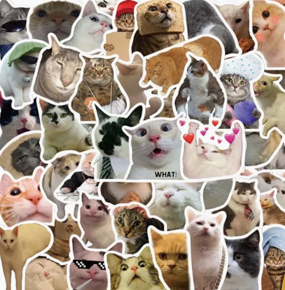 Graphics Cat Meme