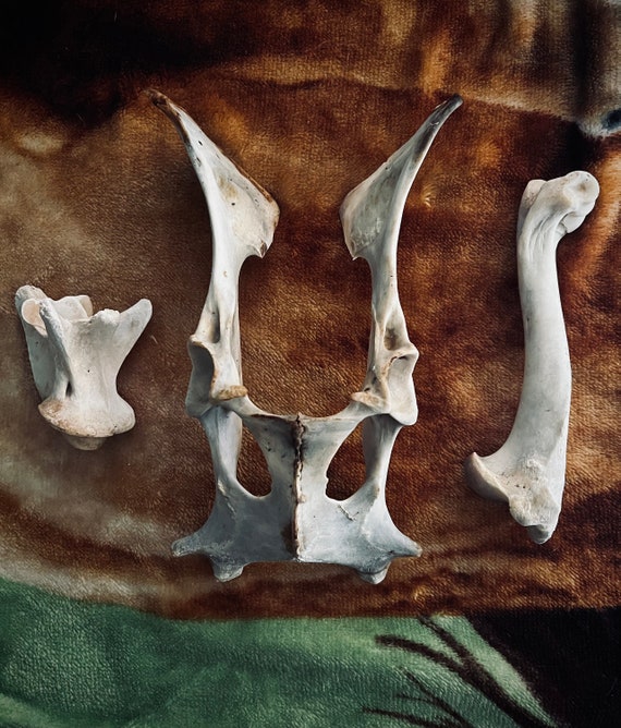 3 Deer Bones pelvic Humerus Vertebrae | Etsy