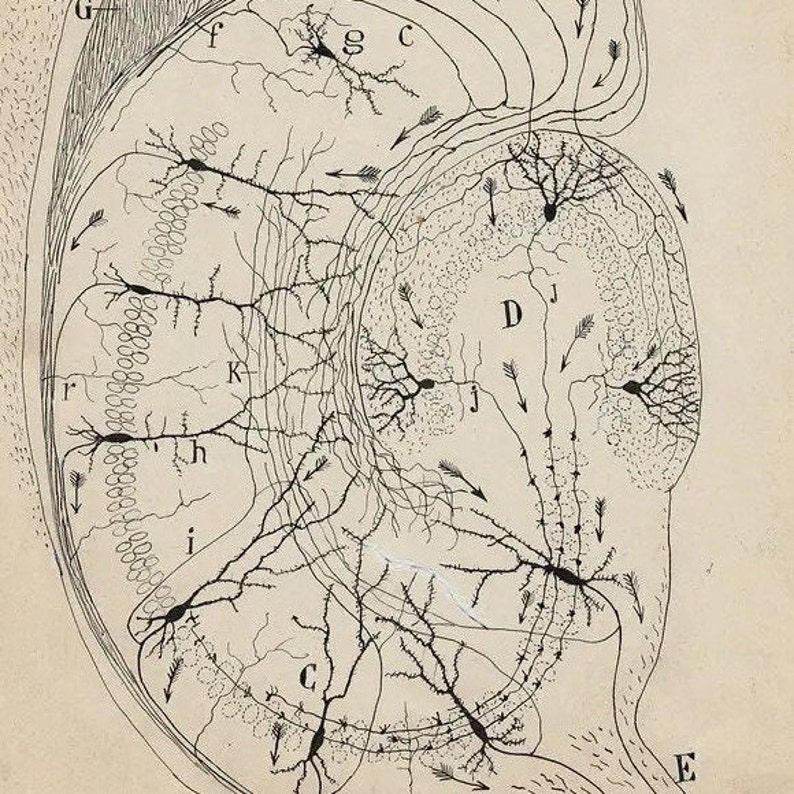 Antique Anatomical Illustration, Neuron Drawing by Santiago Ramón Y ...