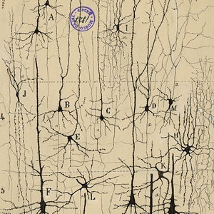 Antique Anatomical Illustration, Neuron Drawing by Santiago Ramón Y ...