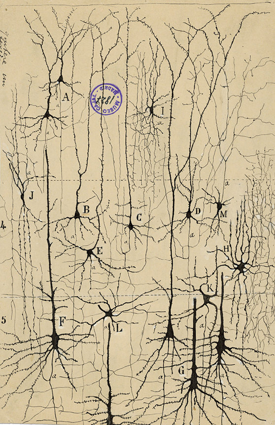 Antique Anatomical Illustration, Neuron Drawing by Santiago Ramón Y ...