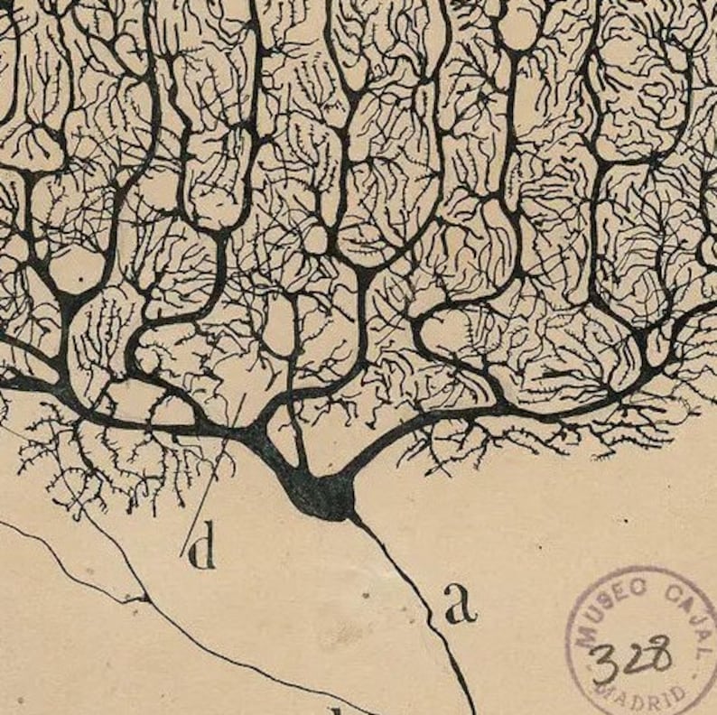 Antique Anatomical Illustration Neuron Drawing by Santiago - Etsy